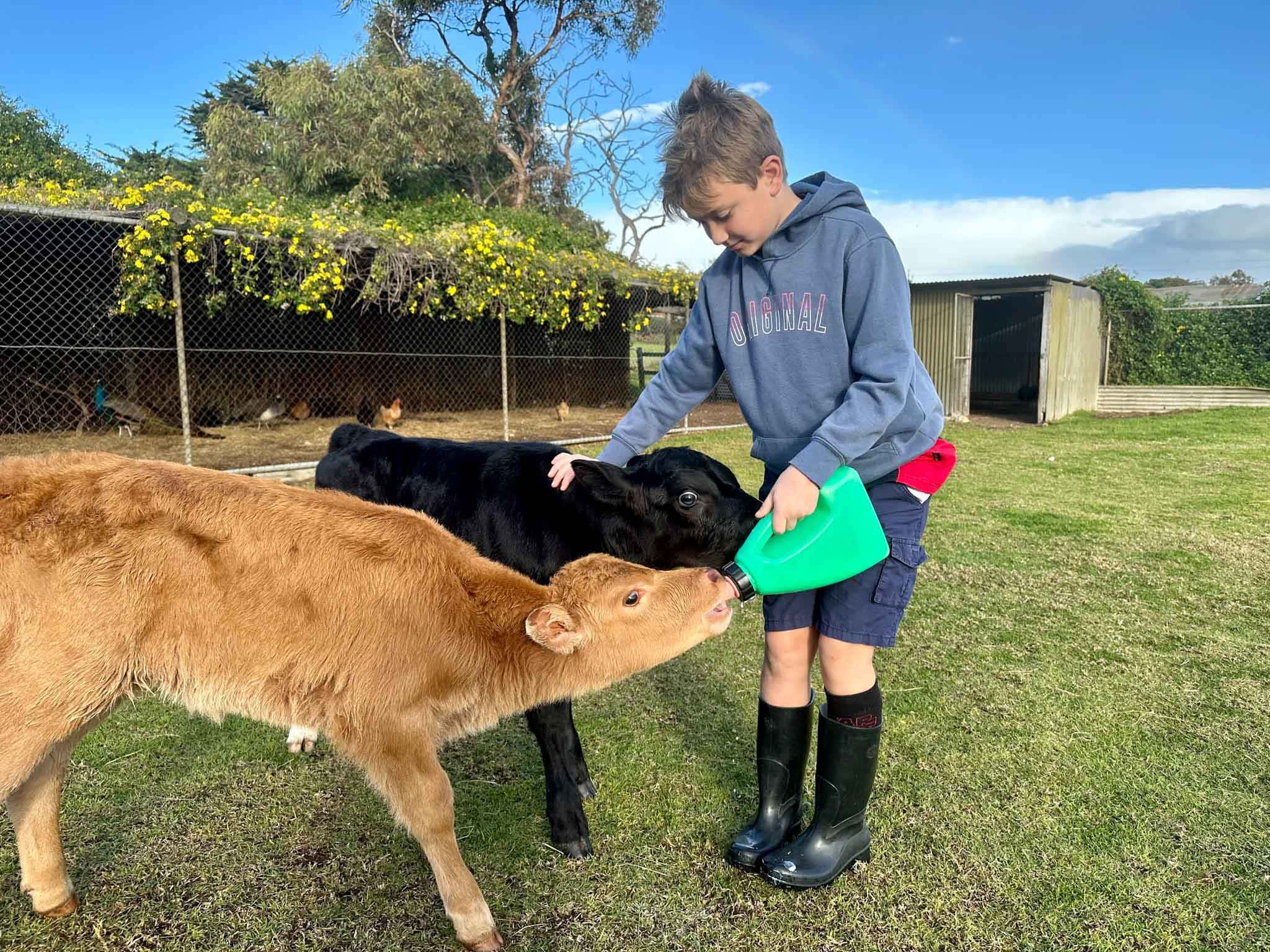 Narnu Farm | Farm Stay & School Visits | Hindmarsh Island